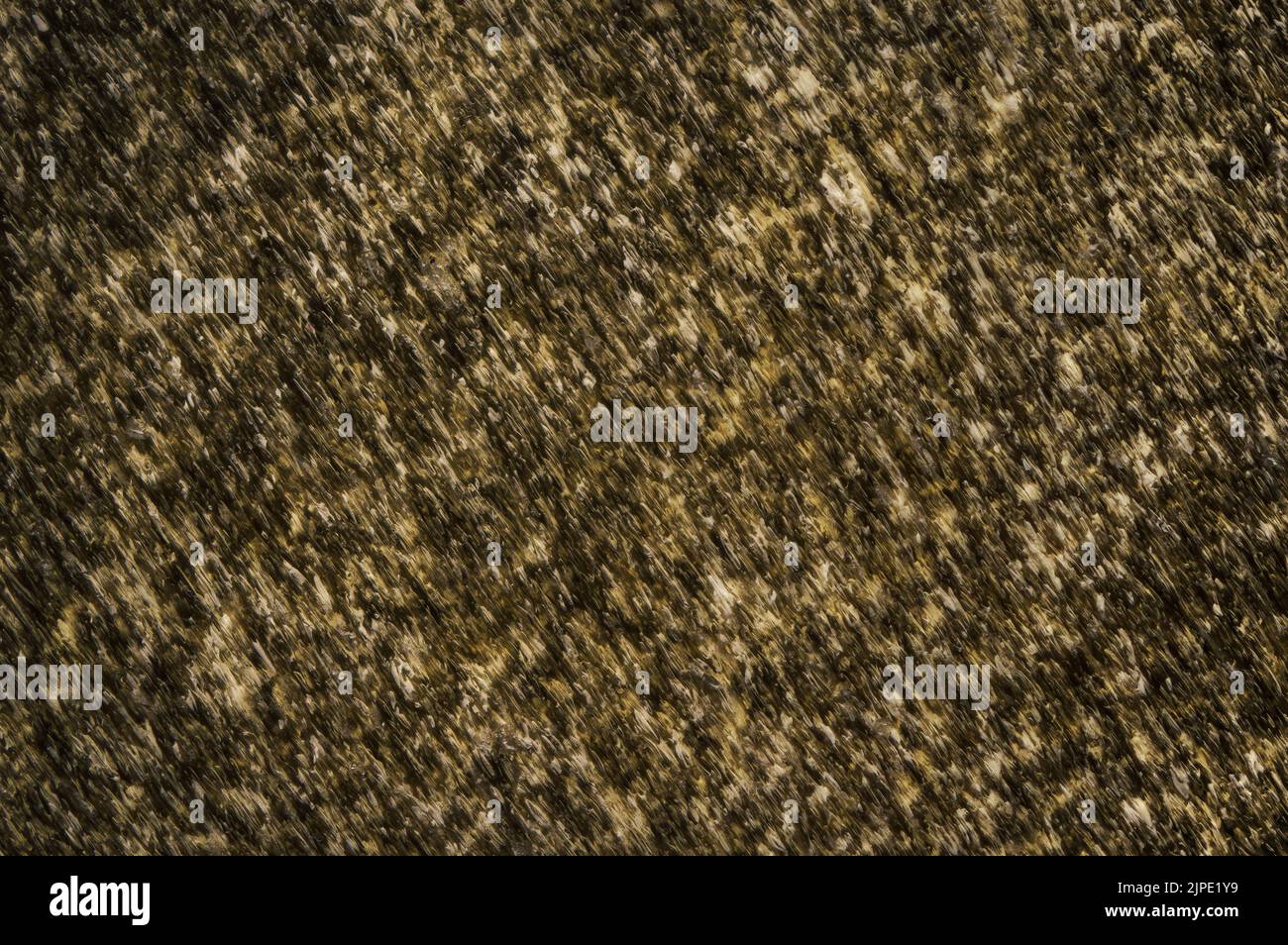 Sheen obsidian (golden/yellow color) ultra macro close-up. Texture ...