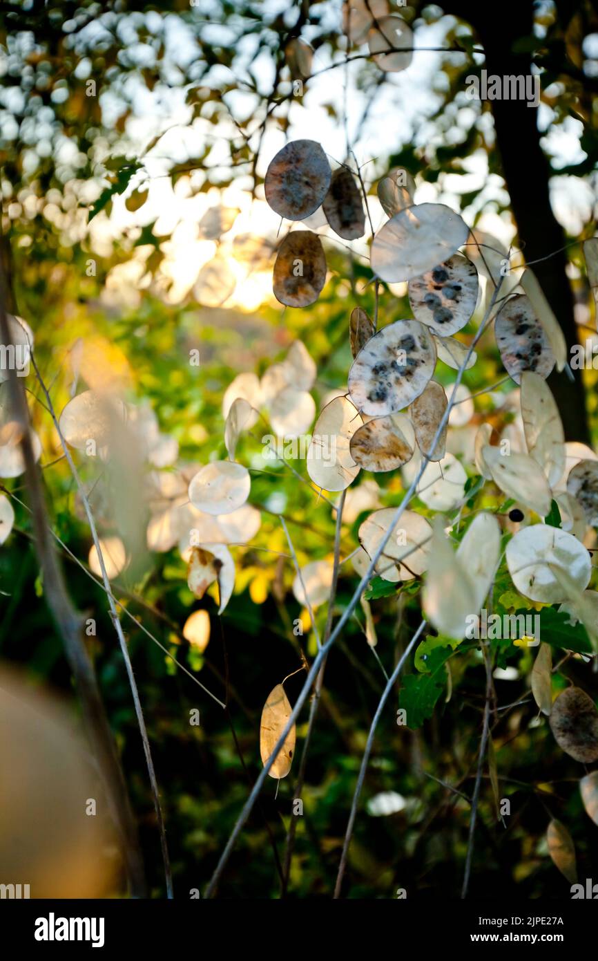 honesty plant, honesty plants Stock Photo - Alamy