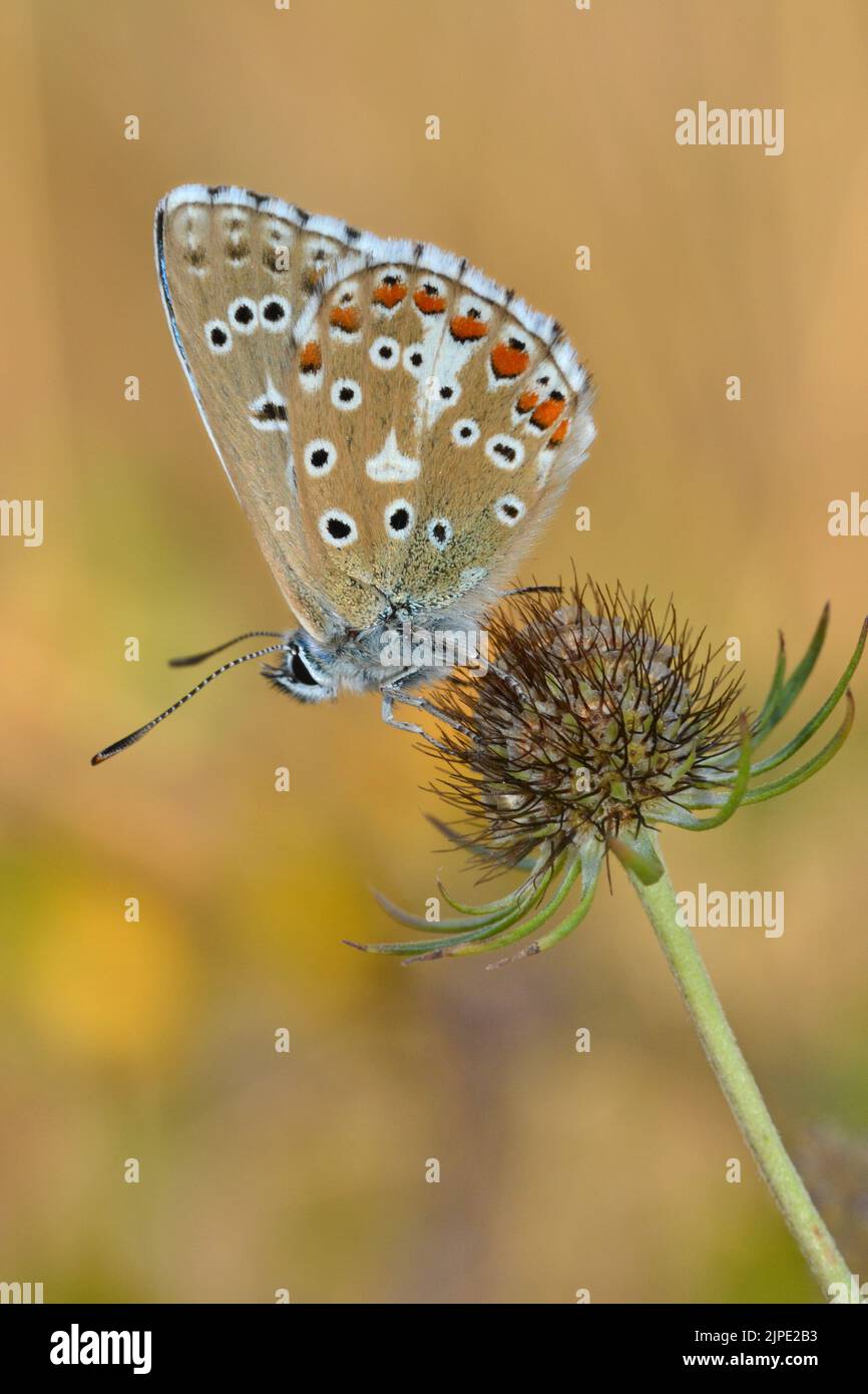 Male Adonis Blue, Yoesden Bank, Chilterns, UK Stock Photo - Alamy