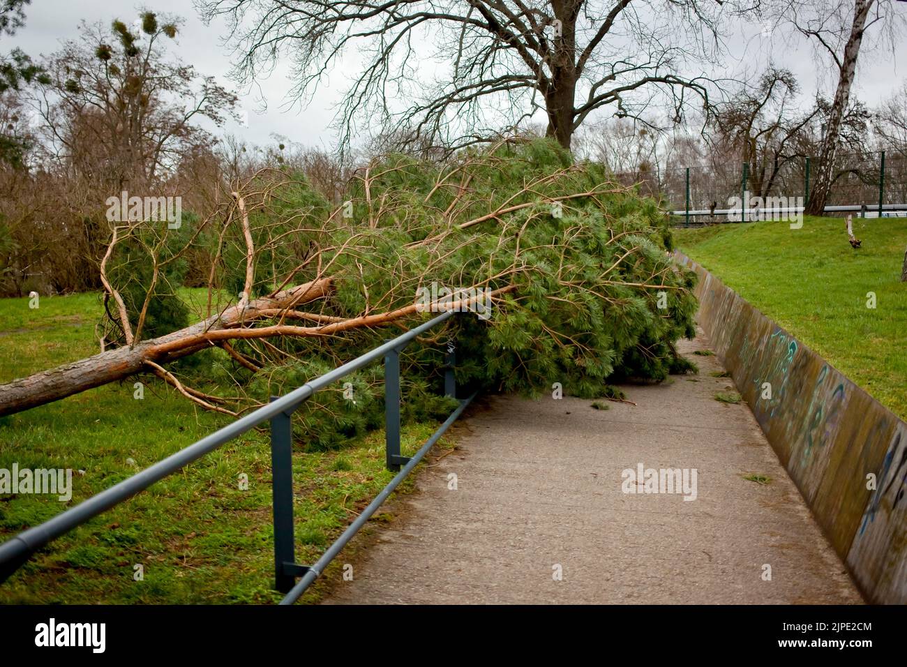 tree, storm damage, fallen tree, trees, storm damages, fallen trees ...