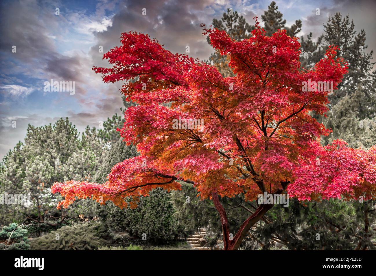 Majestic red maple autumn tree park and dramatic sky Stock Photo - Alamy