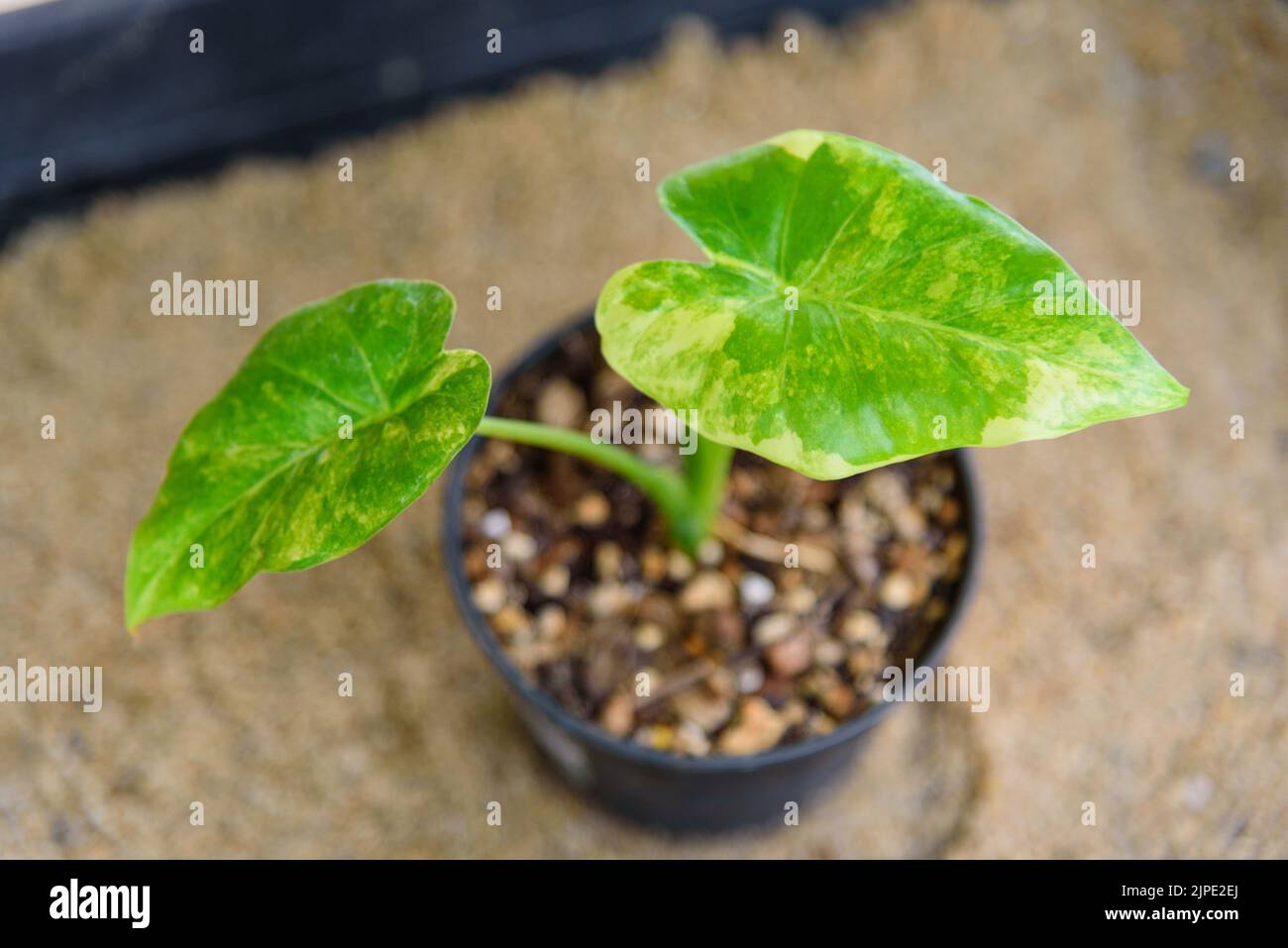 Little sapling of Alocasia Gageana Aurea Variegated in the pot Stock ...