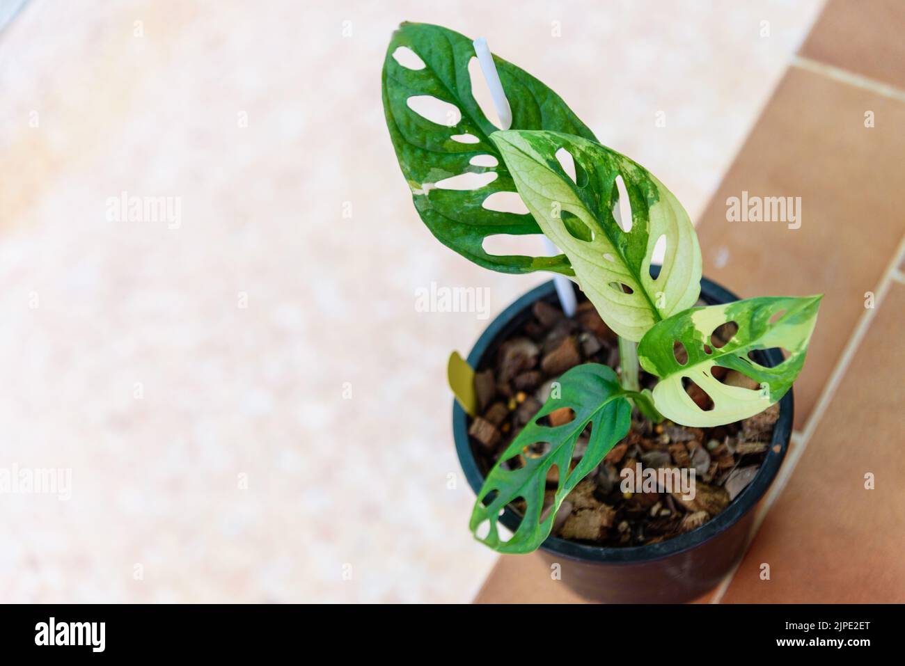 Closeup to Monstera adansonii albo variegated giant Stock Photo - Alamy
