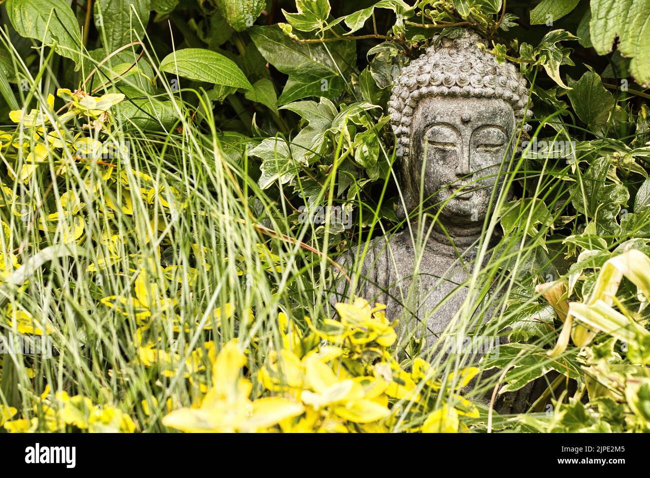 A closeup of a small statue of Buddha hidden in the green foliage Stock ...