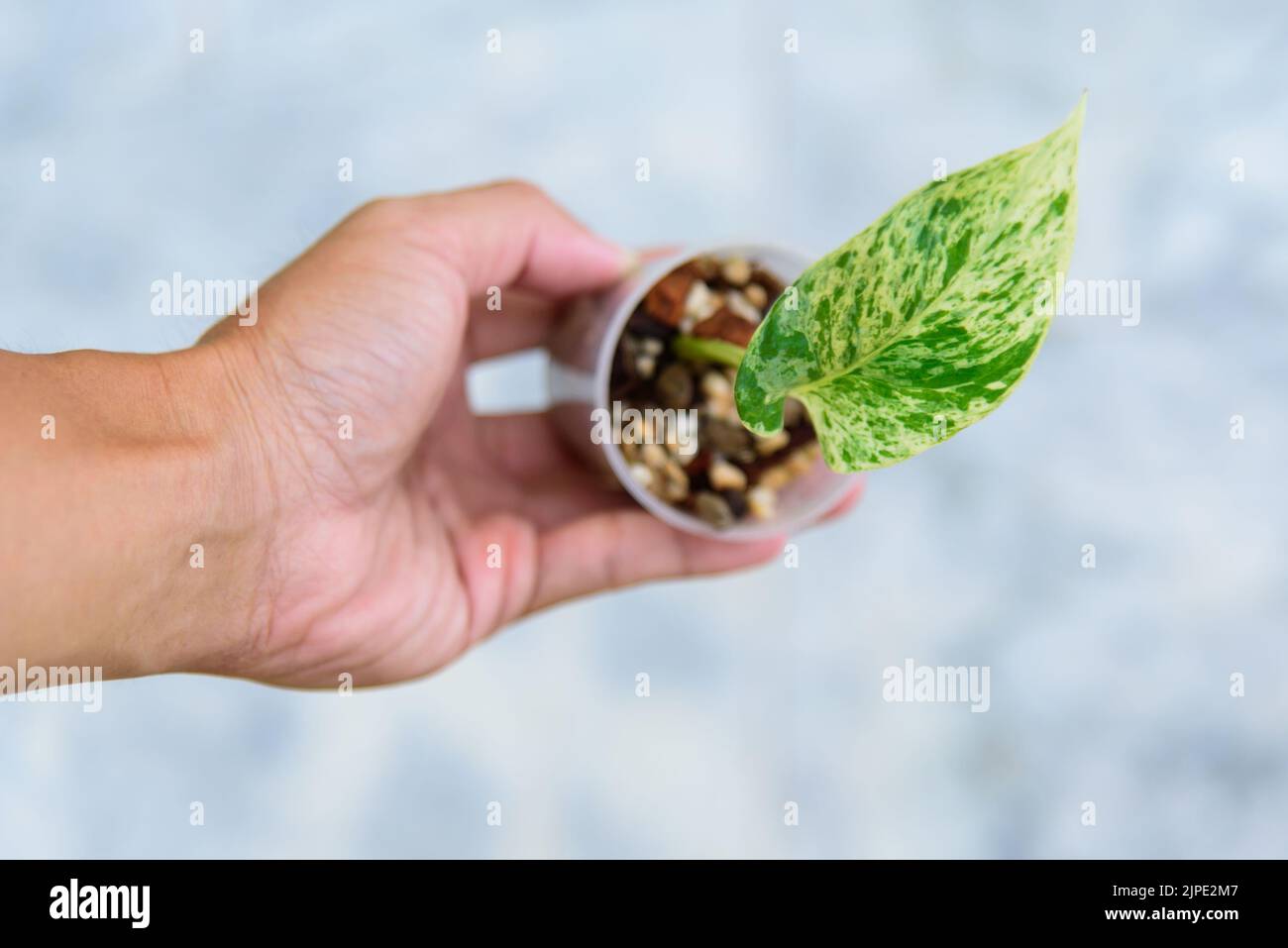 Epipremnum cebu blue variegated in the pot Stock Photo - Alamy