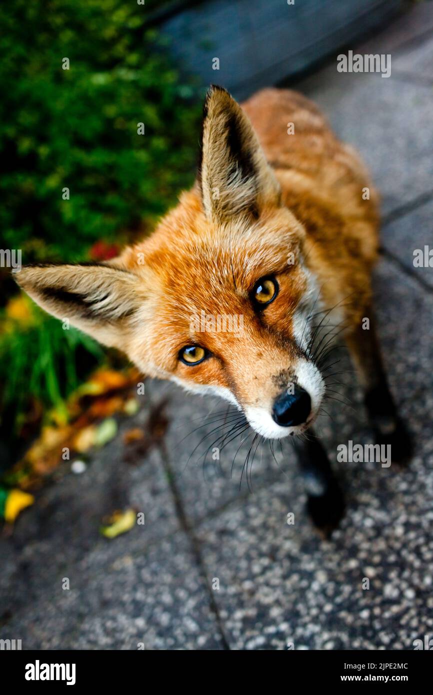 curious, fox, vulpes vulpes, nosies, foxs Stock Photo - Alamy