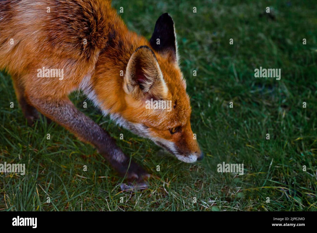 Red fox vulpes sniffs hi-res stock photography and images - Alamy