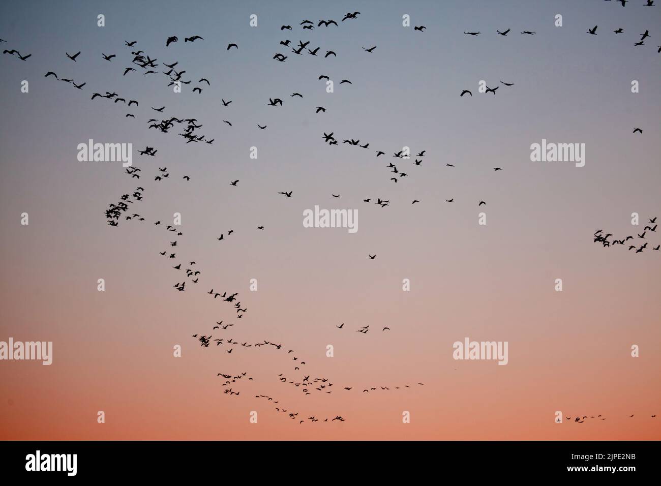 migratory, swarm of birds, im flug, migratories Stock Photo - Alamy