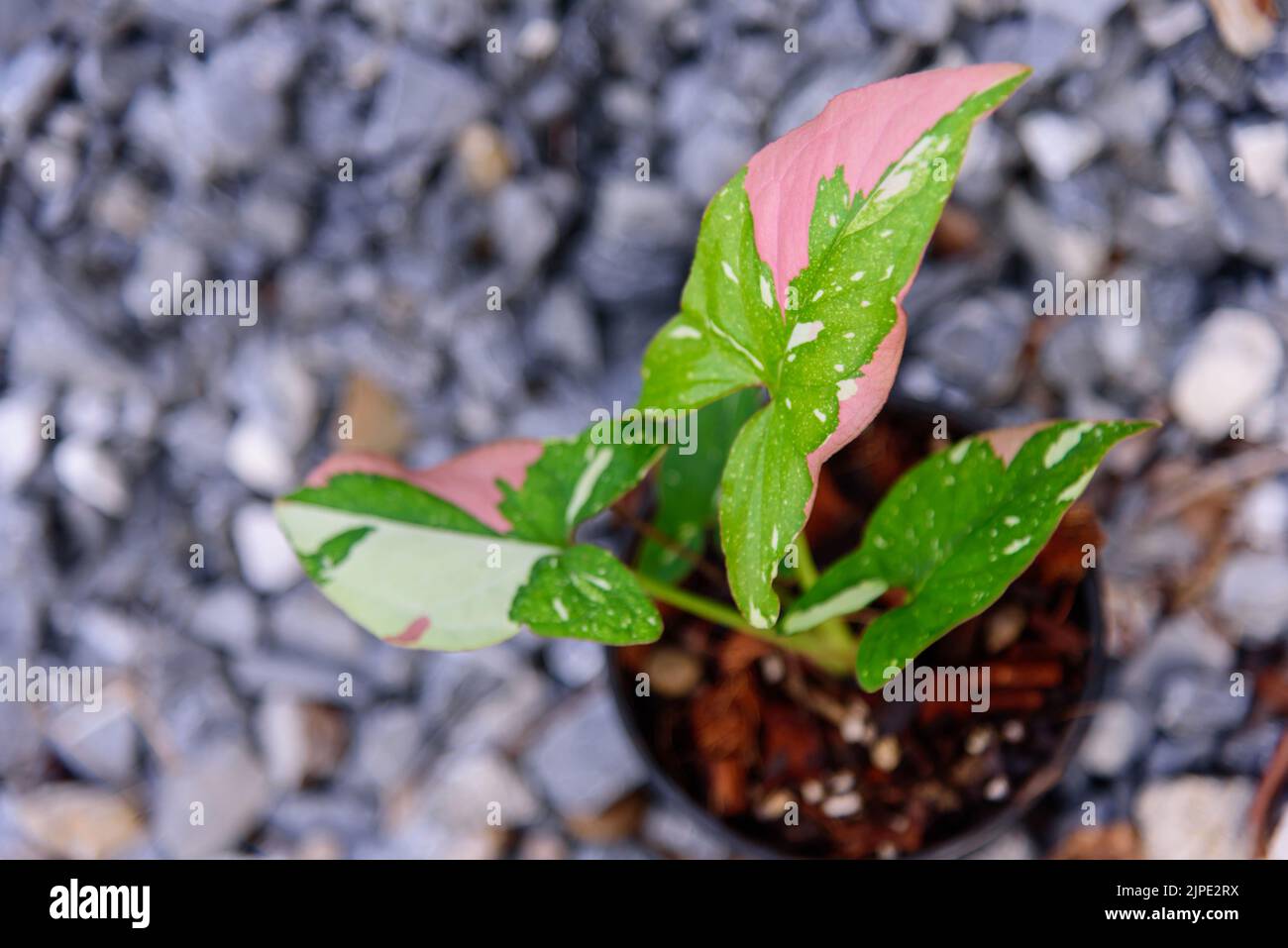syngonium red spot tricolor in the pot Stock Photo - Alamy