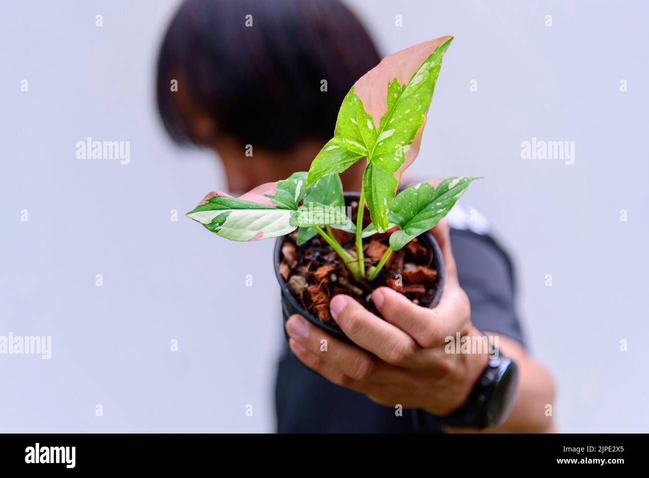 syngonium red spot tricolor in the pot Stock Photo - Alamy