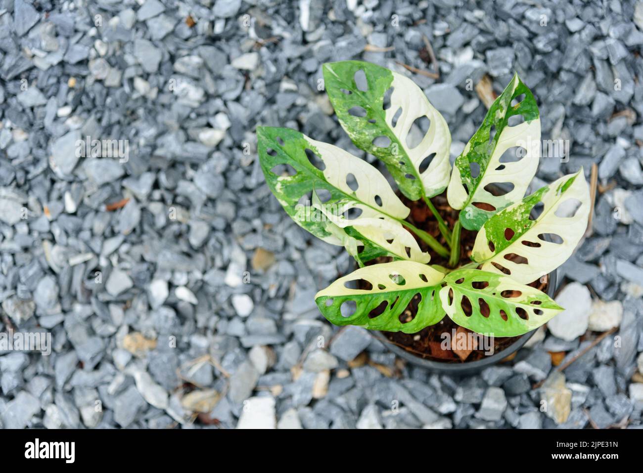 Closeup to Monstera adansonii albo variegated giant Stock Photo - Alamy