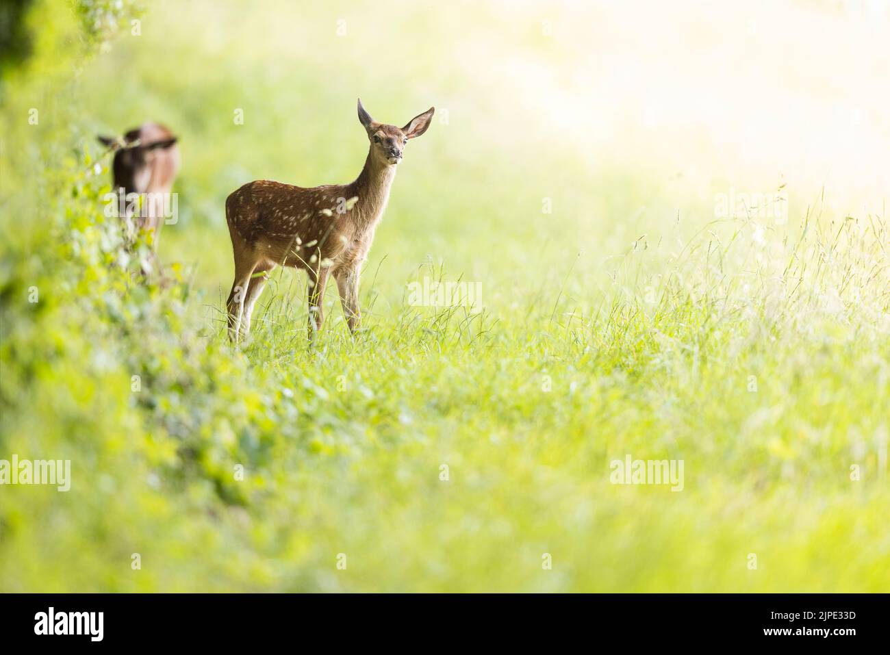 Red deer fawn hi-res stock photography and images - Alamy