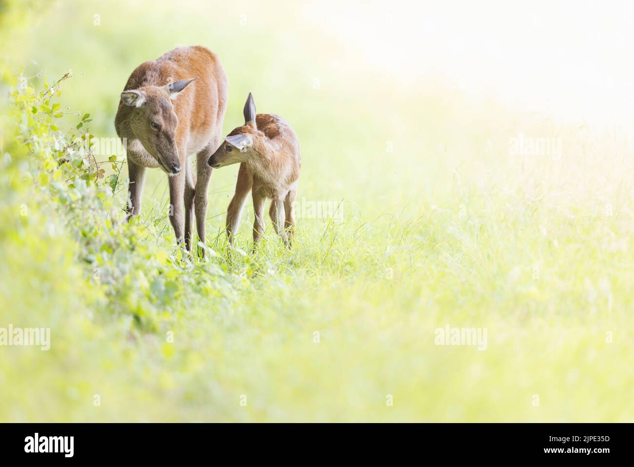 Red Deer Doe with young Stock Photo - Alamy