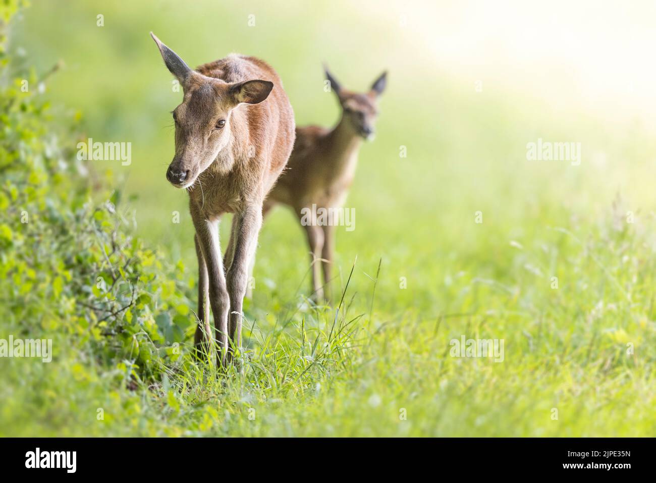 Red Deer Doe with young Stock Photo - Alamy