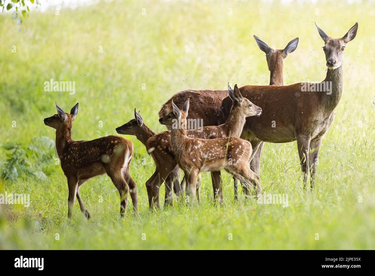 Red Deer Doe with young Stock Photo - Alamy