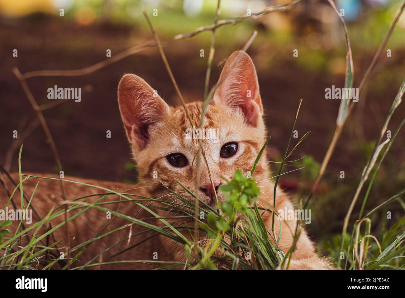 Orange cat between the grass Stock Photo - Alamy