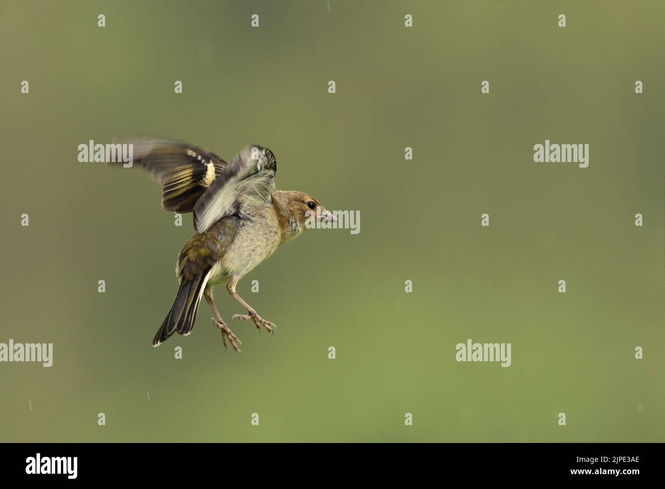 European greenfinch chloris flying hi-res stock photography and images ...
