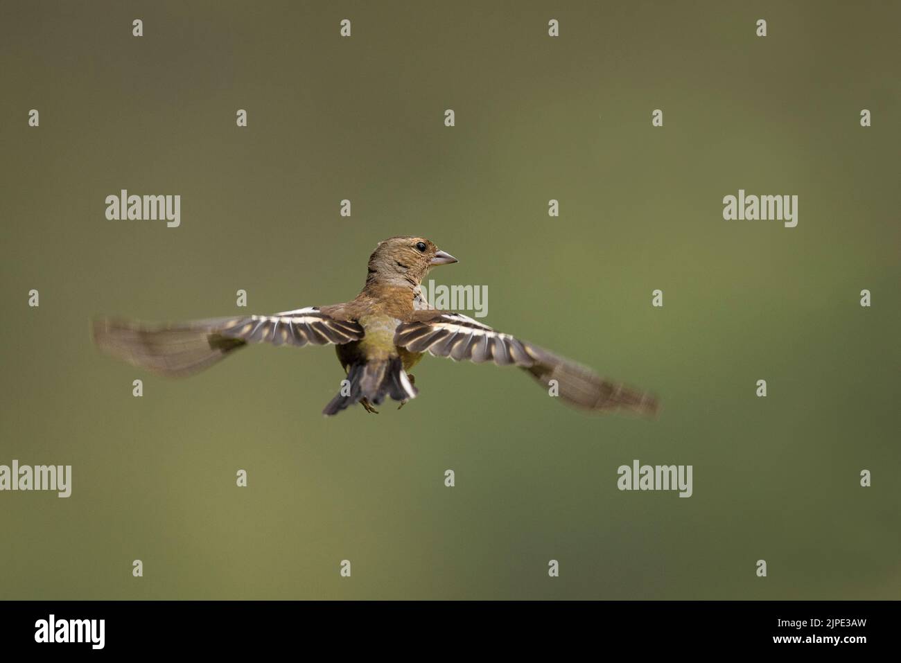 Greenfinch in flight Stock Photo - Alamy
