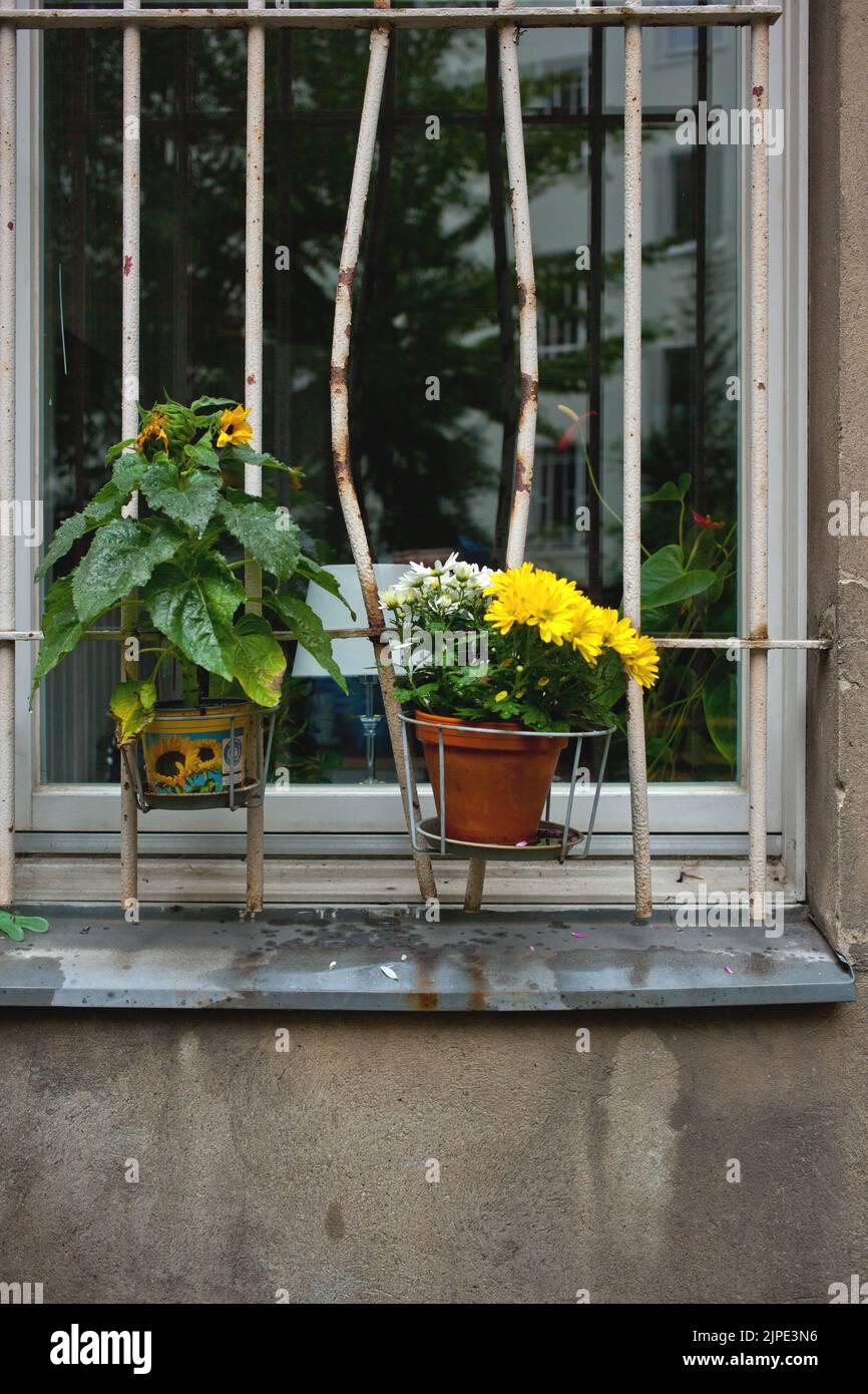 window, flower pot, multifamily, windows, flower pots, multifamilies ...
