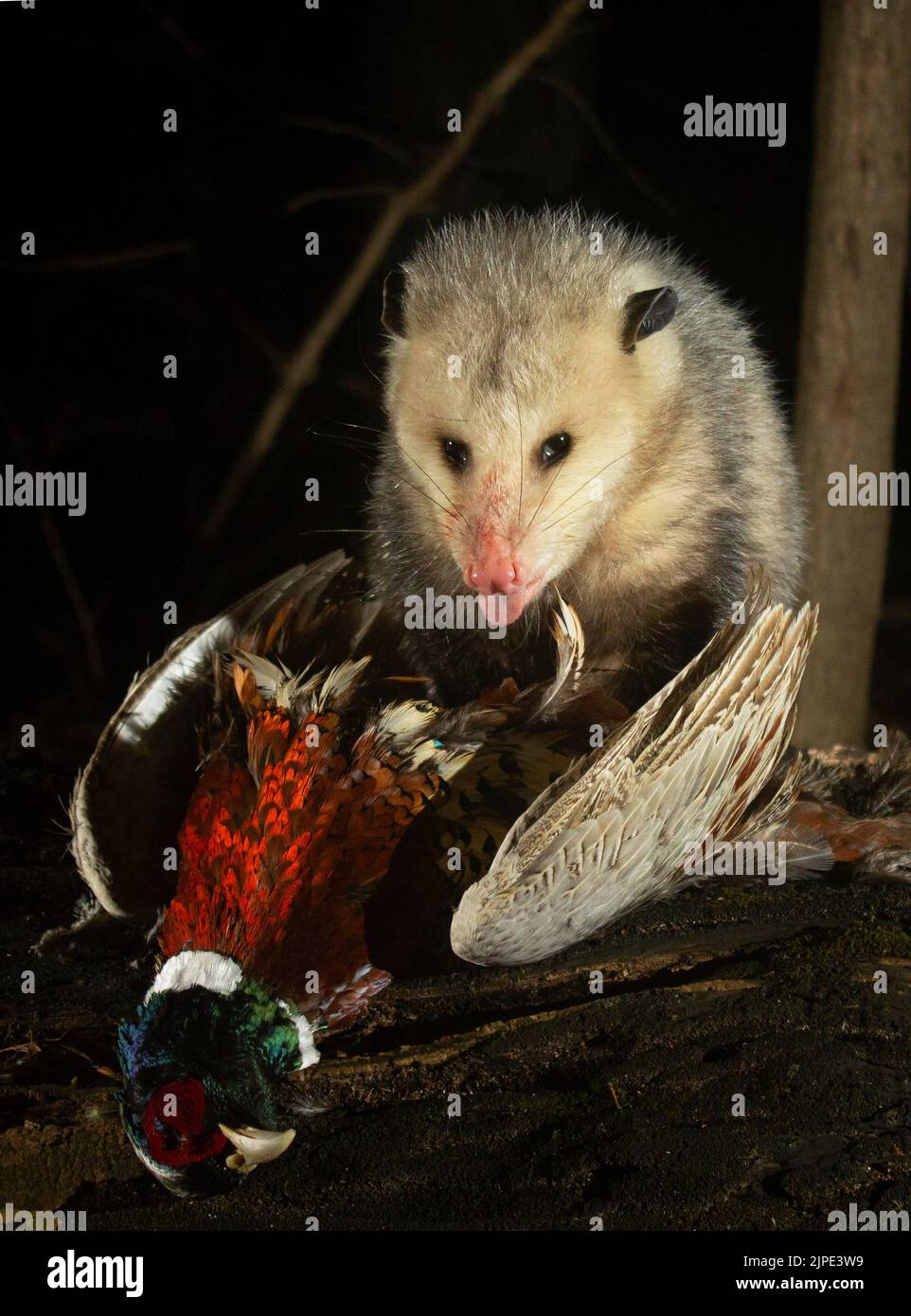 An Opossum feeling sick of eating pheasant Stock Photo - Alamy
