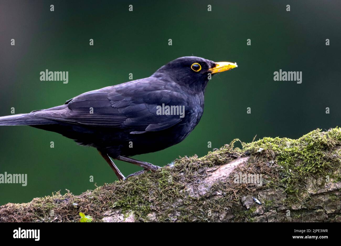 A black bird perching on a log Stock Photo - Alamy