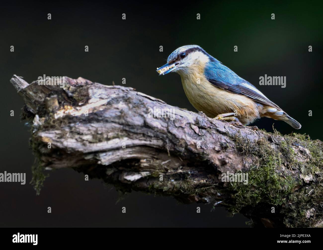 A blue nuthatch perching on a log Stock Photo - Alamy