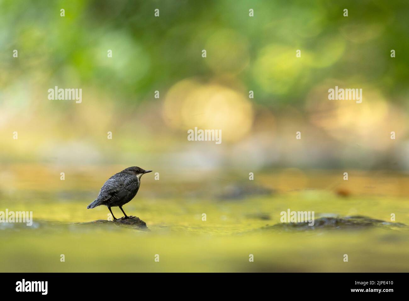 Dipper searching for food in the River Barle, Exmoor Stock Photo - Alamy
