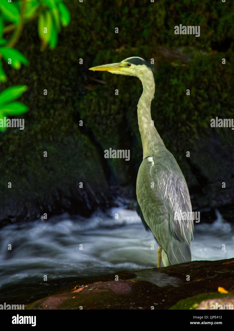 Dark grey upperparts hi-res stock photography and images - Alamy