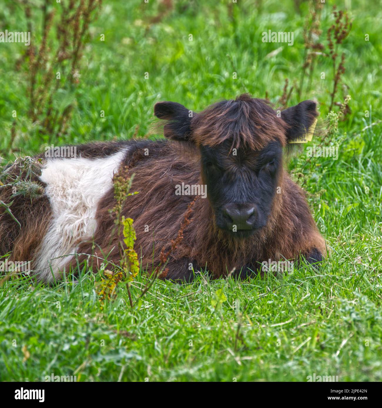 Highland cow rubbing on a tree hi-res stock photography and images - Alamy