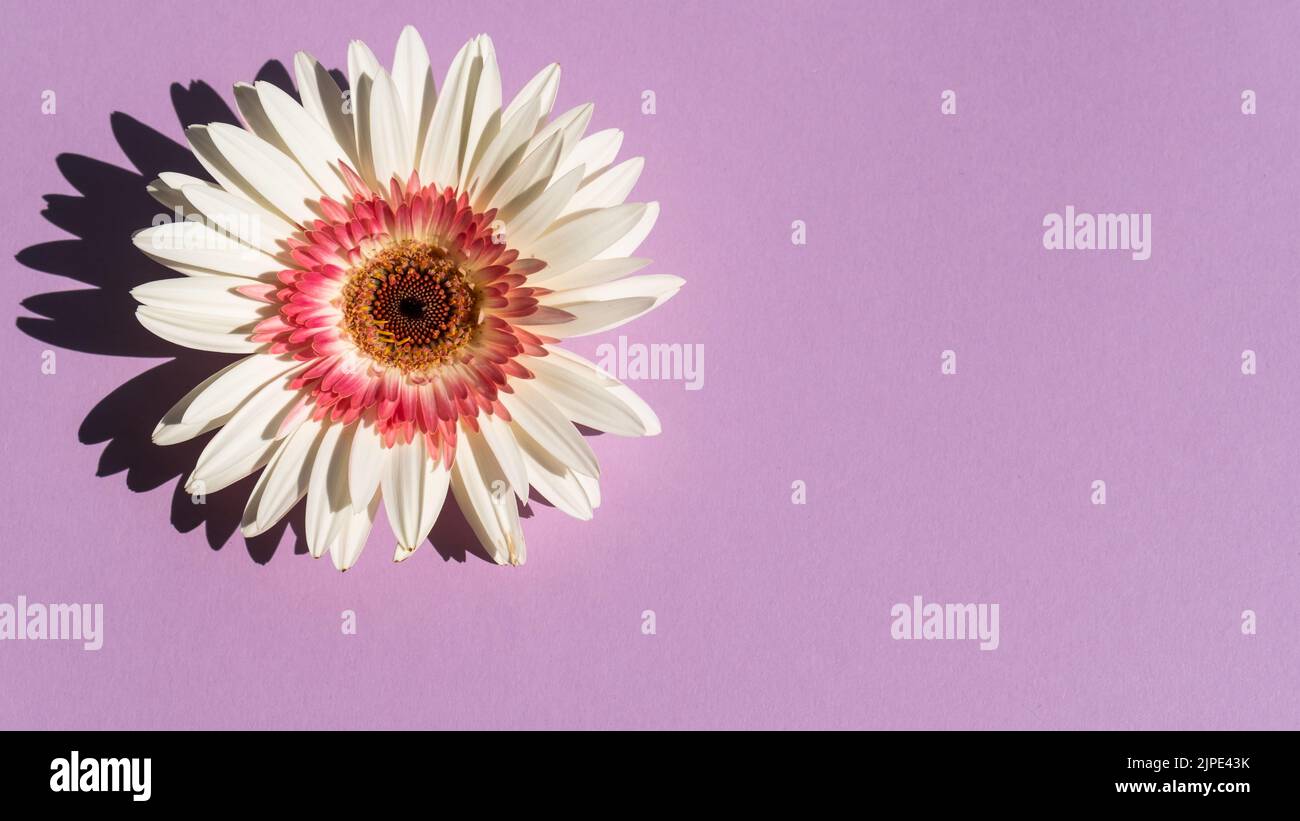 White gerbera on the purple background, flat lay Stock Photo - Alamy