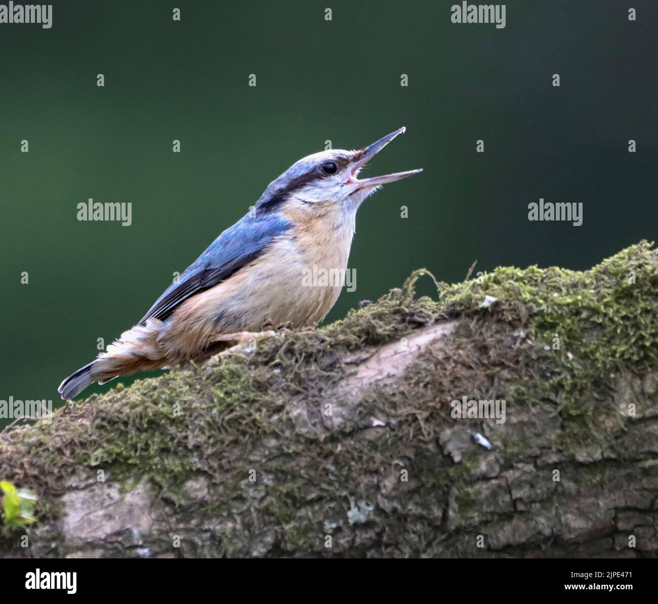 A Nuthatch bird on a log Stock Photo - Alamy