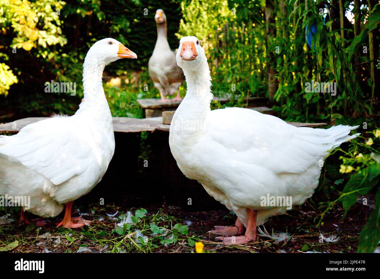 Three gooses hi-res stock photography and images - Alamy