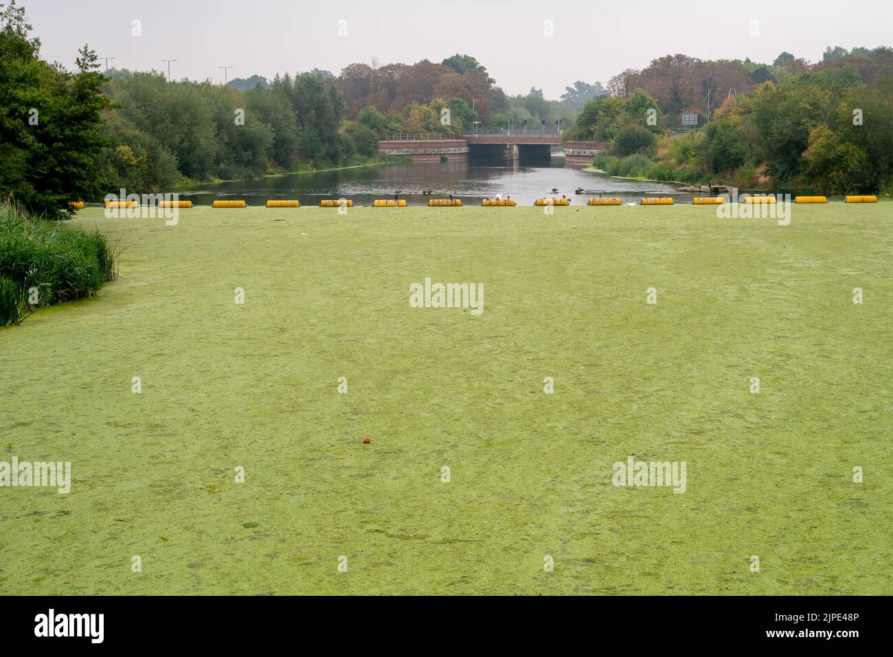 Slough, Berkshire, UK. 17th August, 2022. Algal bloom and duckweeds on ...