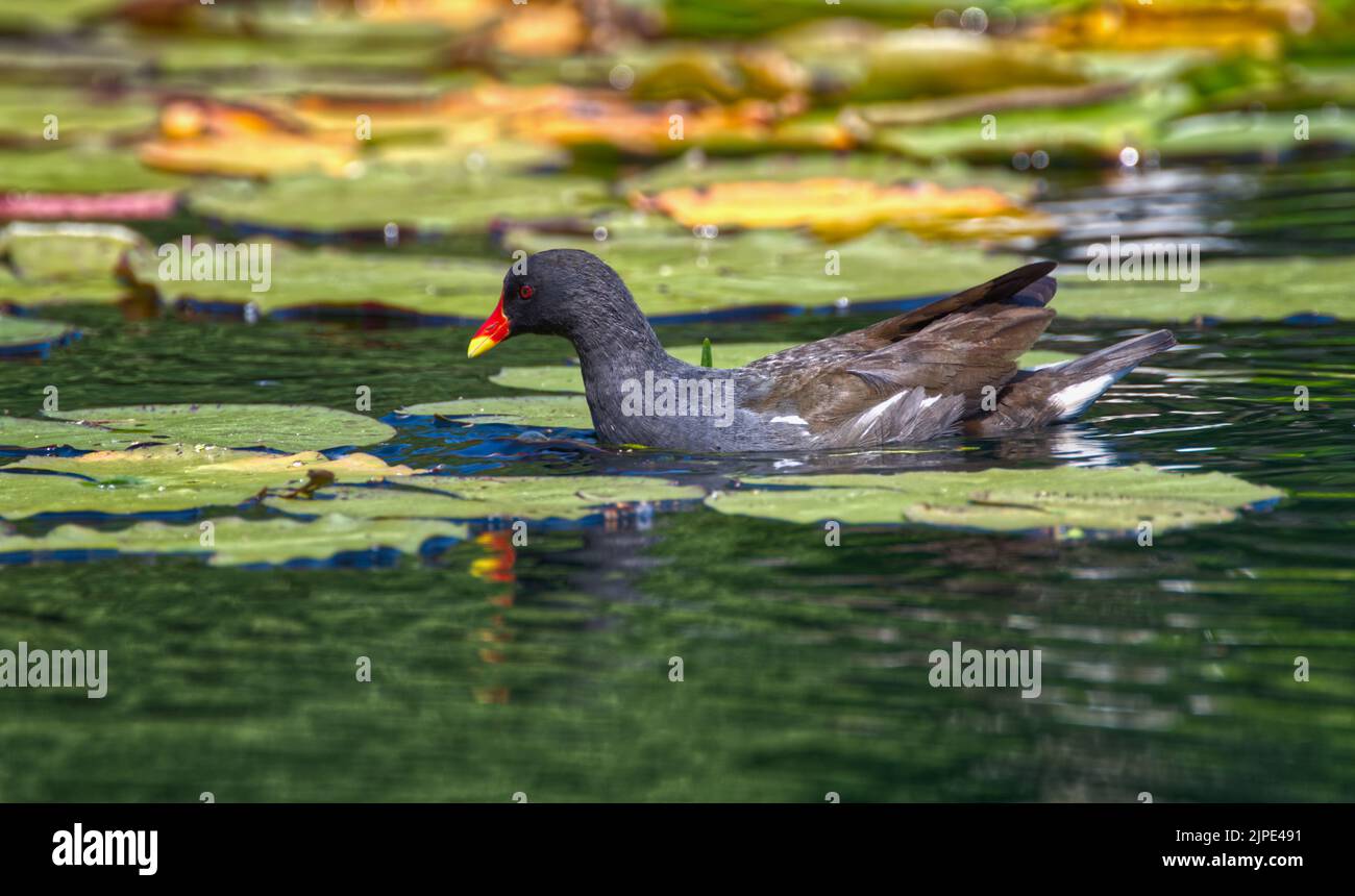 Moorhen chick lilies hi-res stock photography and images - Alamy