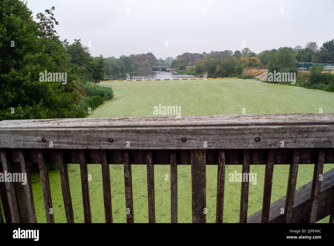 Slough, Berkshire, UK. 17th August, 2022. Algal bloom and duckweeds on ...