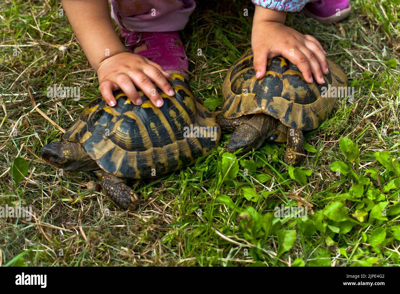 pets, turtle, pet, turtles Stock Photo - Alamy