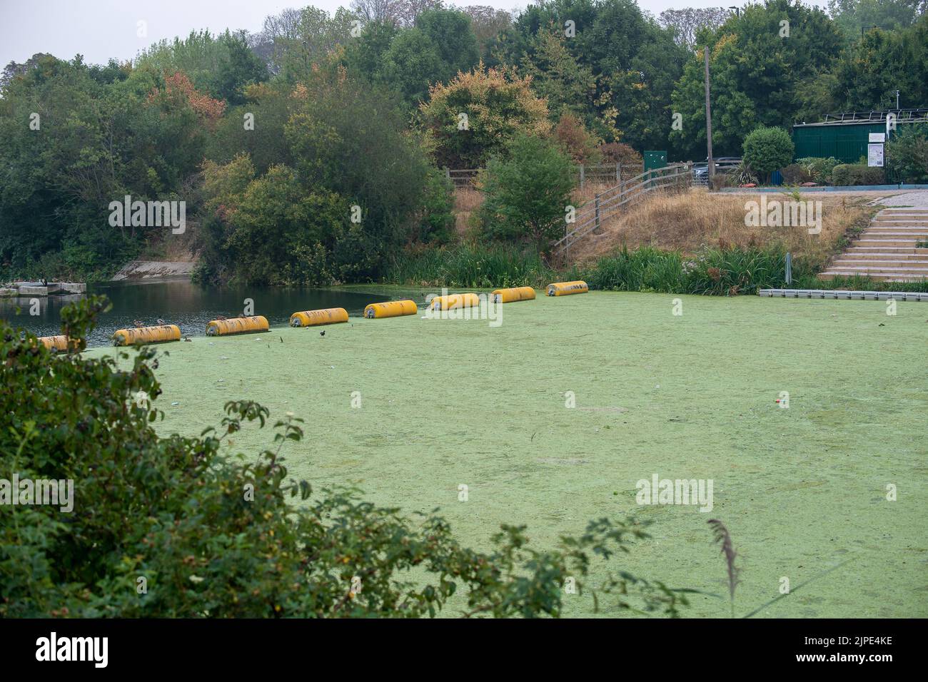 Slough, Berkshire, UK. 17th August, 2022. Algal bloom and duckweeds on ...