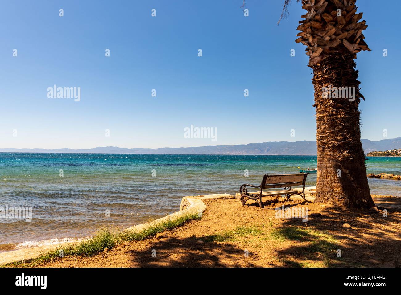 empty bench on the beach , palm tree Stock Photo - Alamy
