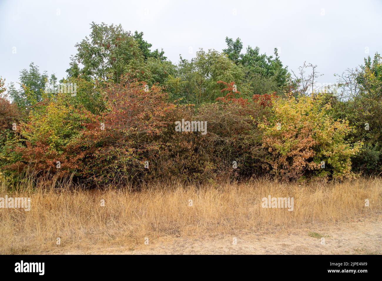 Slough, Berkshire, UK. 17th August, 2022. Trees, hedges and shrubs ...