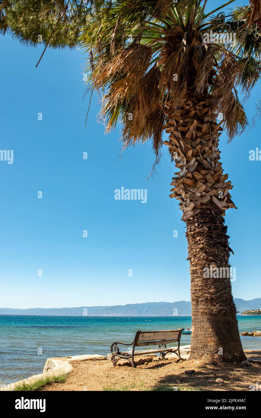 empty bench on the beach , palm tree Stock Photo - Alamy