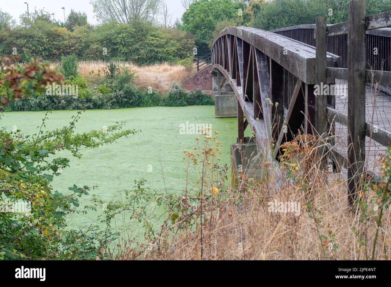 Slough, Berkshire, UK. 17th August, 2022. Algal bloom and duckweeds on ...