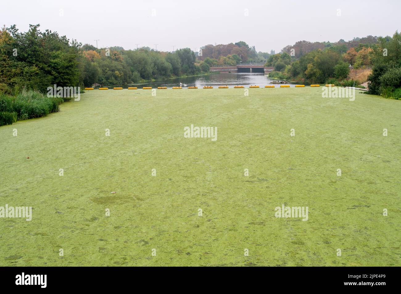 Slough, Berkshire, UK. 17th August, 2022. Algal bloom and duckweeds on ...