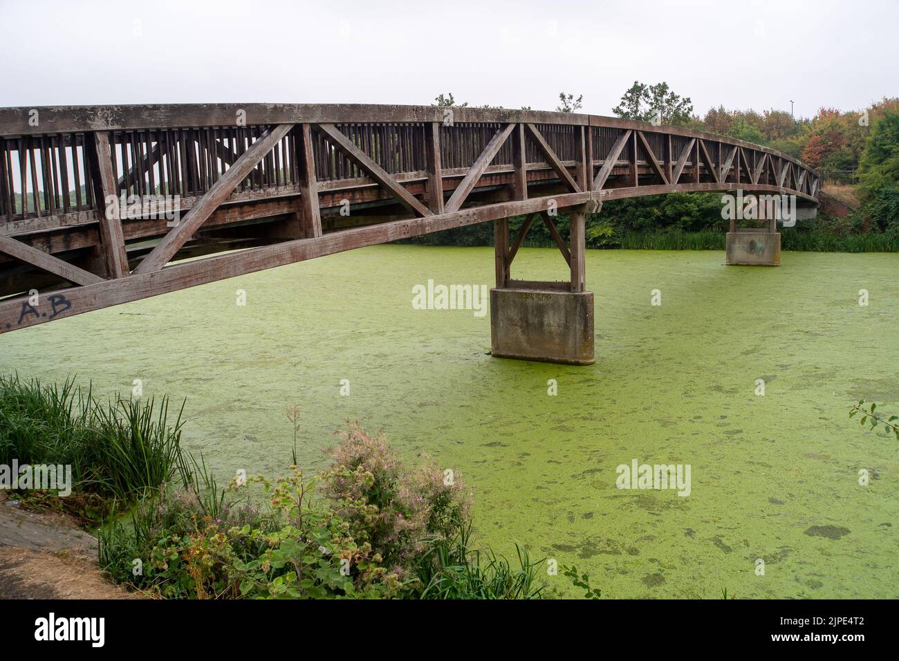 Slough, Berkshire, UK. 17th August, 2022. Algal bloom and duckweeds on ...