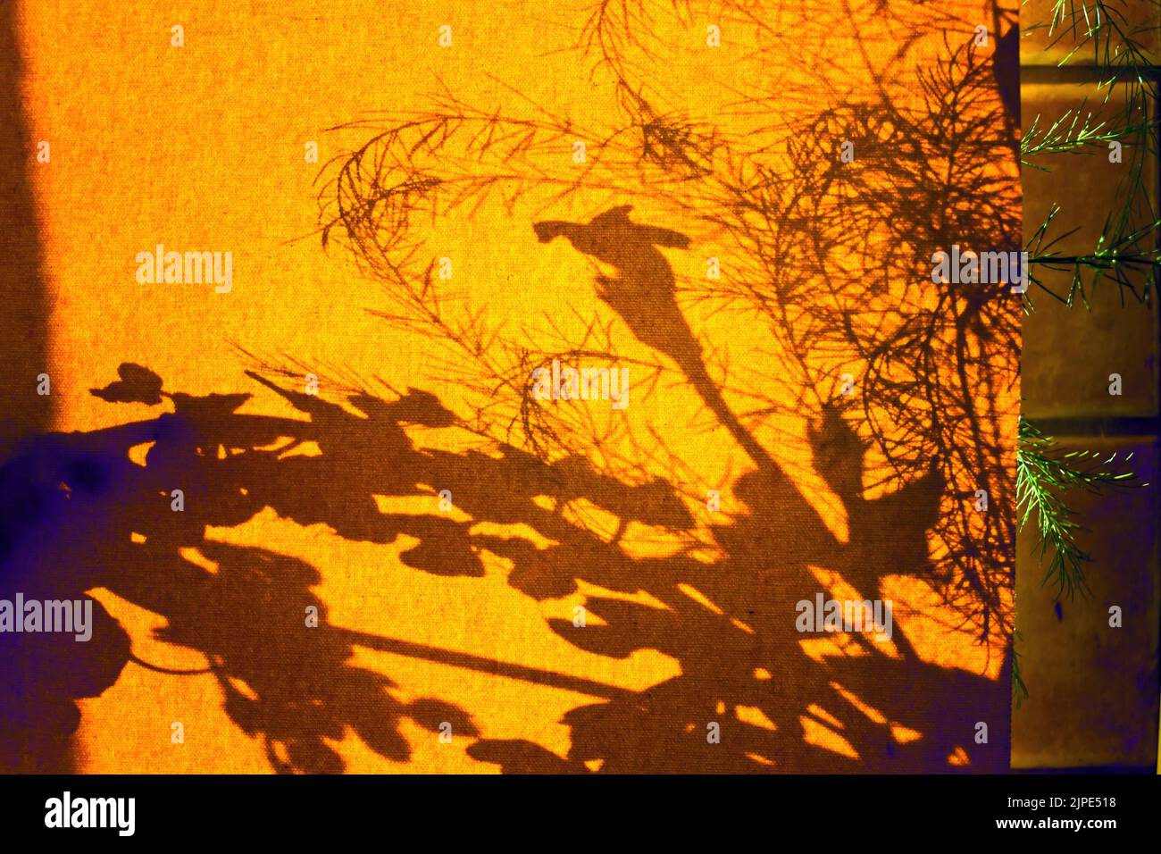 plant, shadow, canopy, plants, shadows, canopies Stock Photo - Alamy