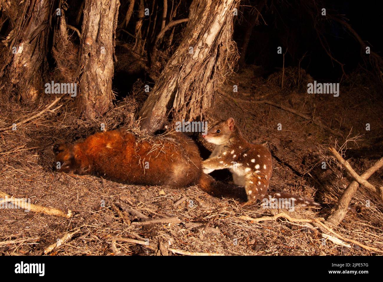 A Tiger Quoll Caught Scavenging A Possum Carcass Stock Photo - Alamy