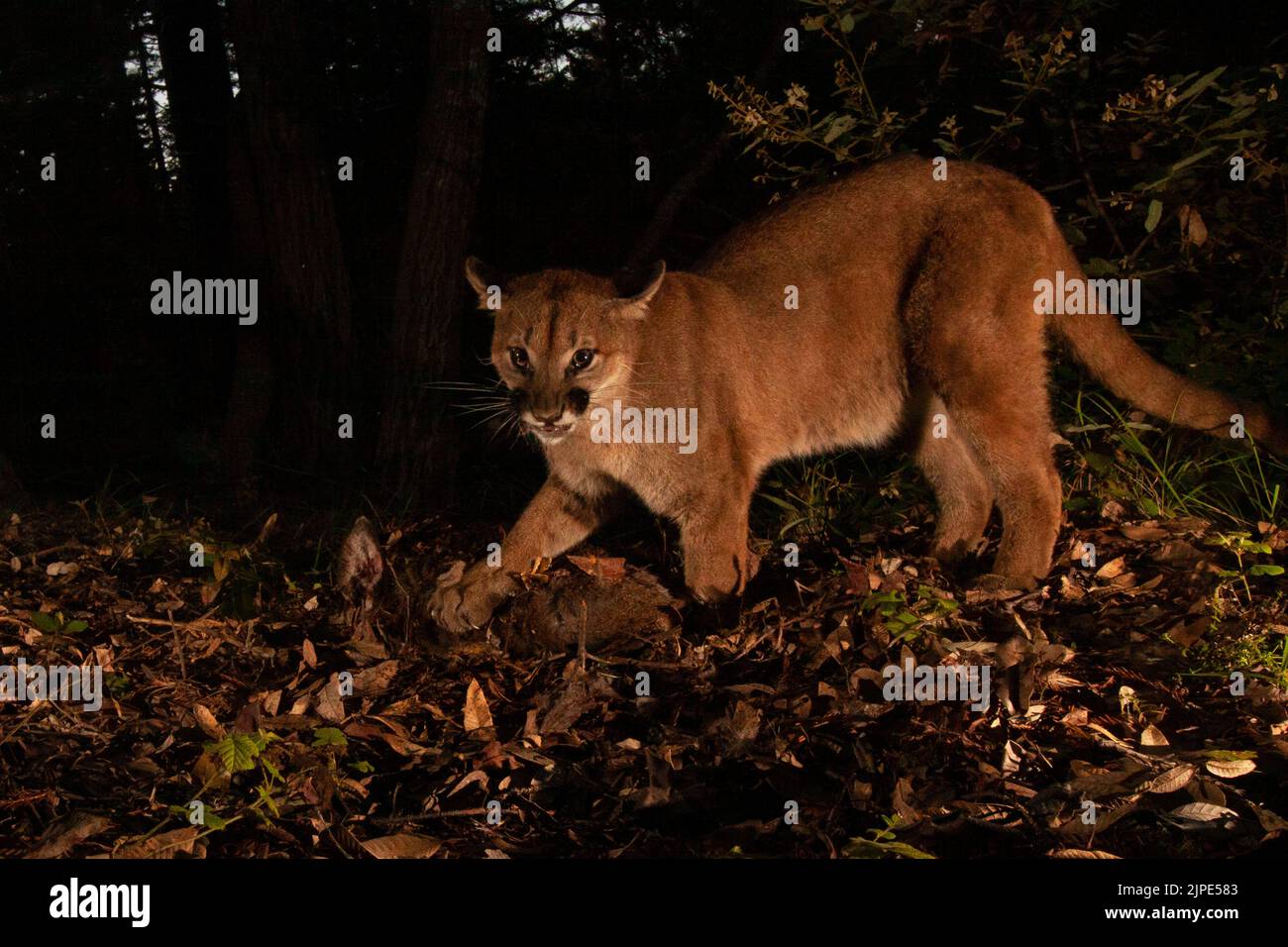 Puma with a kill hi-res stock photography and images - Alamy