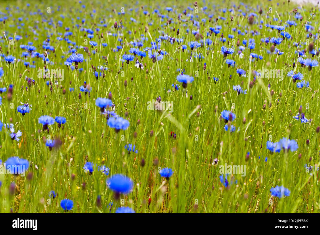 cornflower, cornflower field, zyane, centaurea cyanus, cornflowers ...