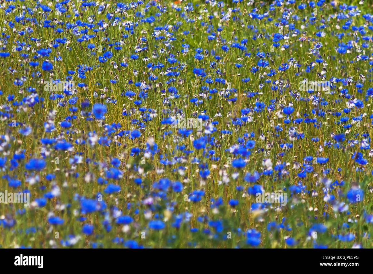 cornflower, cornflower field, zyane, centaurea cyanus, cornflowers ...