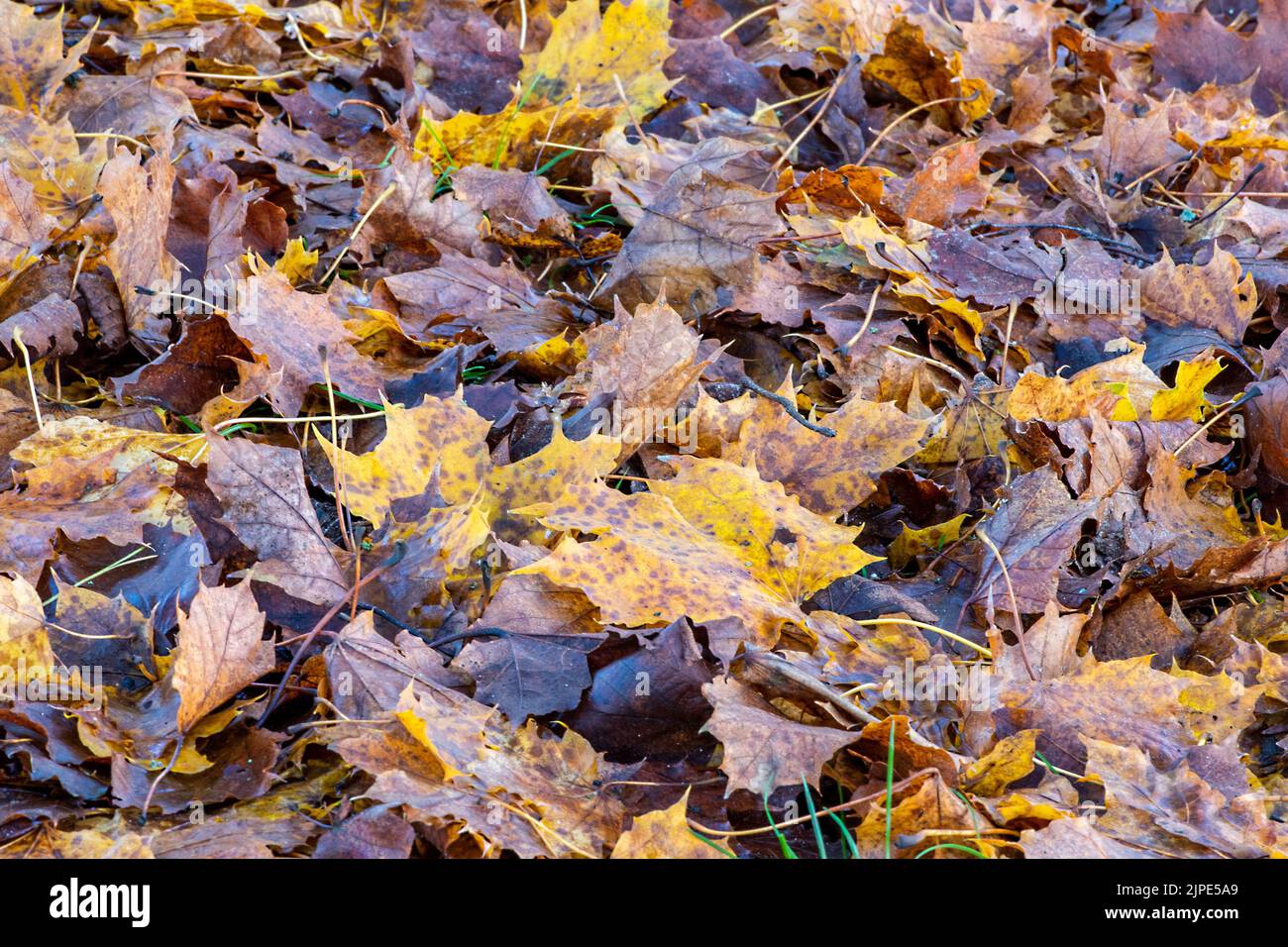 autumn leaves on the forest floor in typically autumn seasonal colours ...