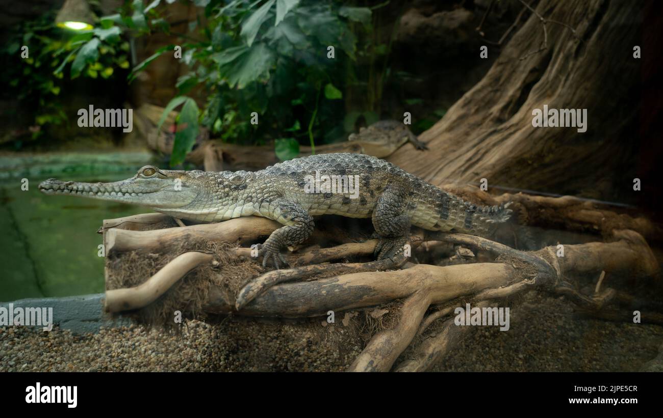 A crocodile in the wetlands Stock Photo - Alamy